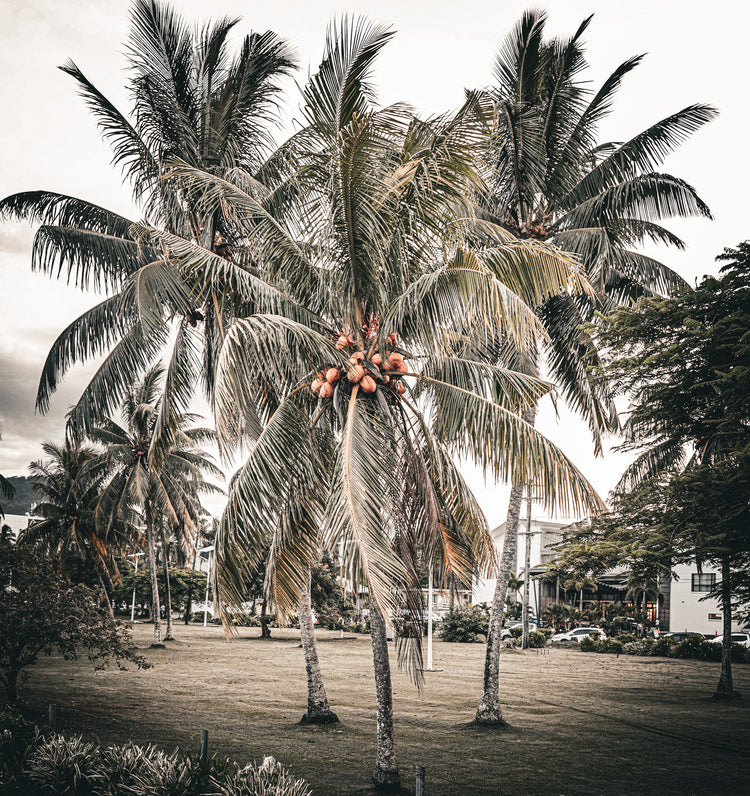 FAʻAMATAI – SĀMOANA MEDIA